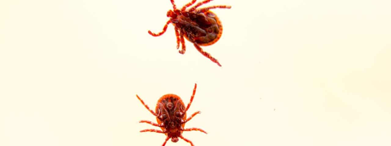 Learn - Clover Mites vs Chiggers | Senske