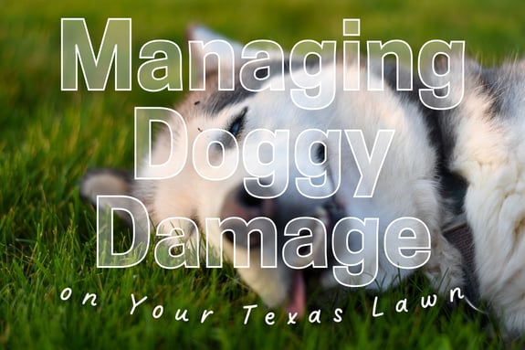 Managing Doggy Damage on Your Texas Lawn | Emerald Lawns
