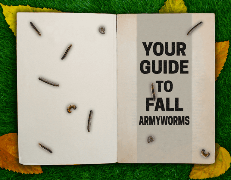 Your Guide to Fall Armyworms | Emerald Lawns