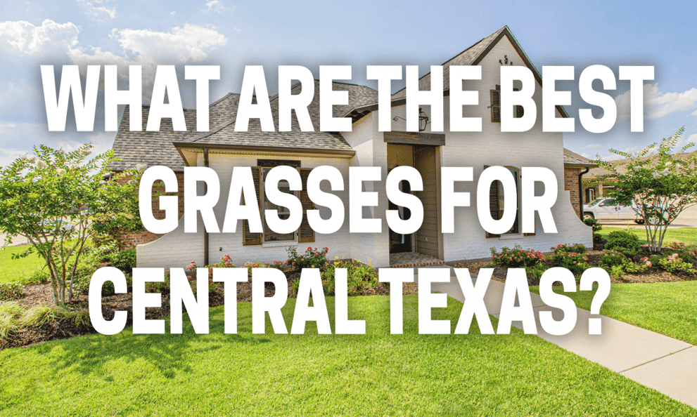 What are the Best Grasses for Central Texas? | Emerald Lawns