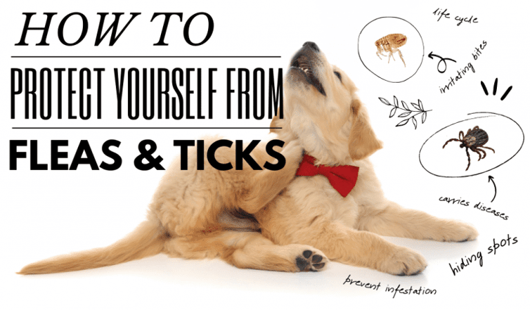 How to Protect Yourself from Fleas & Ticks | Emerald Lawns