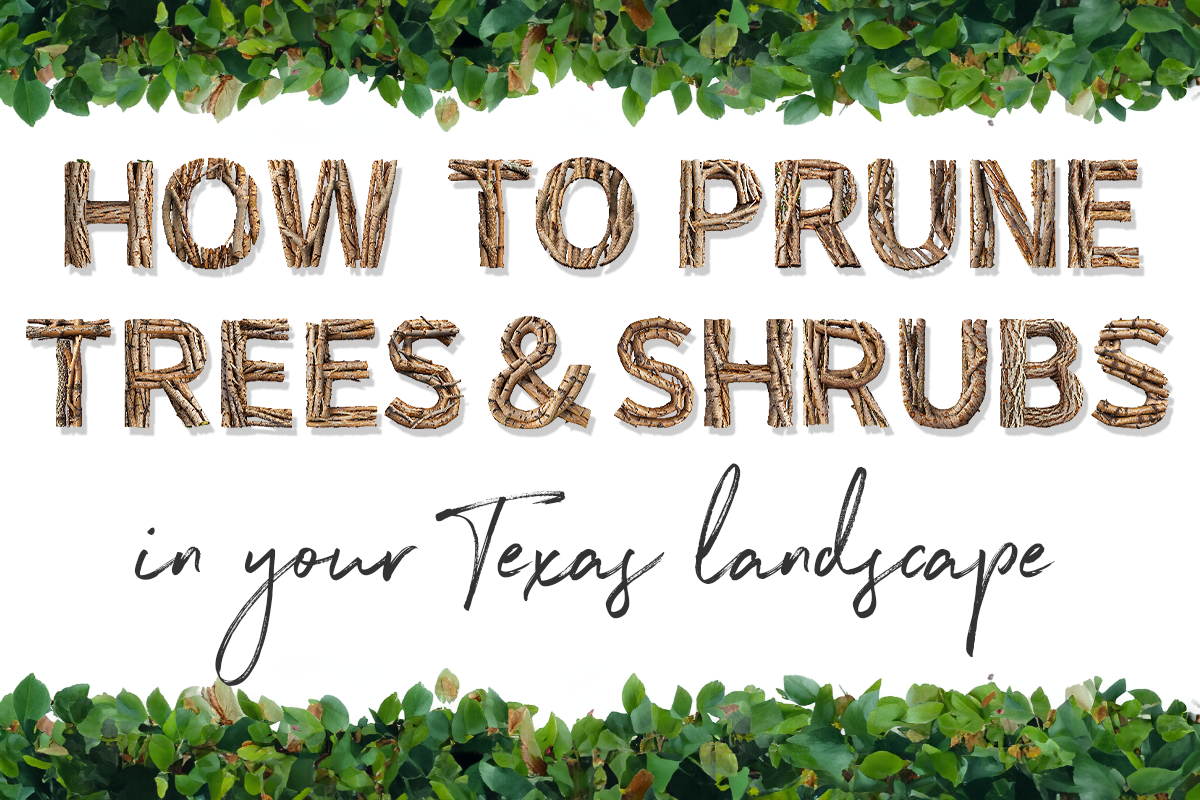 How to Prune Trees & Shrubs in Your Texas Landscape | Emerald Lawns