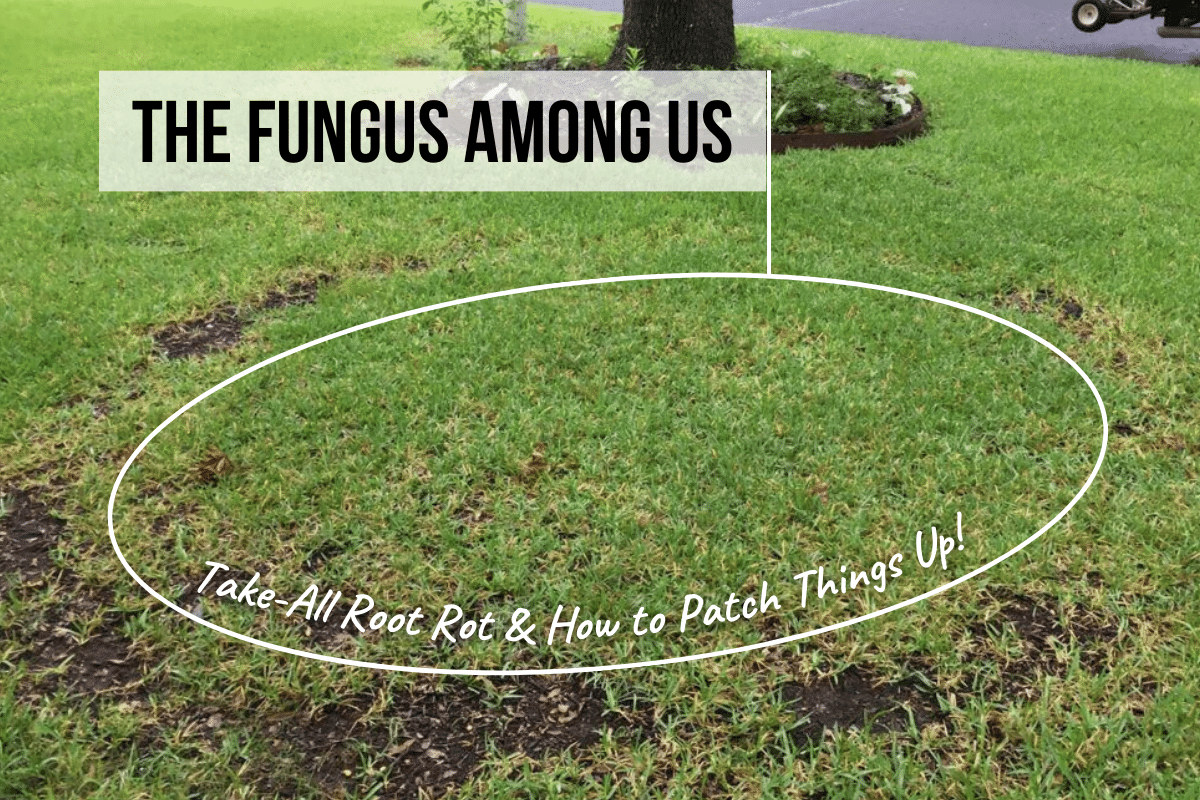 Take-All Root Rot & How to Patch Things Up! | Emerald Lawns