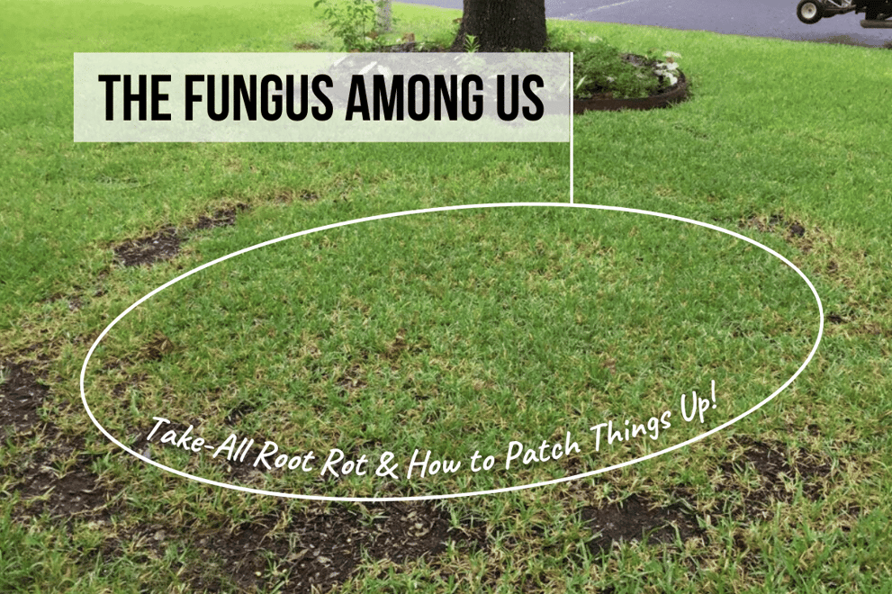 Take-All Root Rot & How to Patch Things Up! | Emerald Lawns