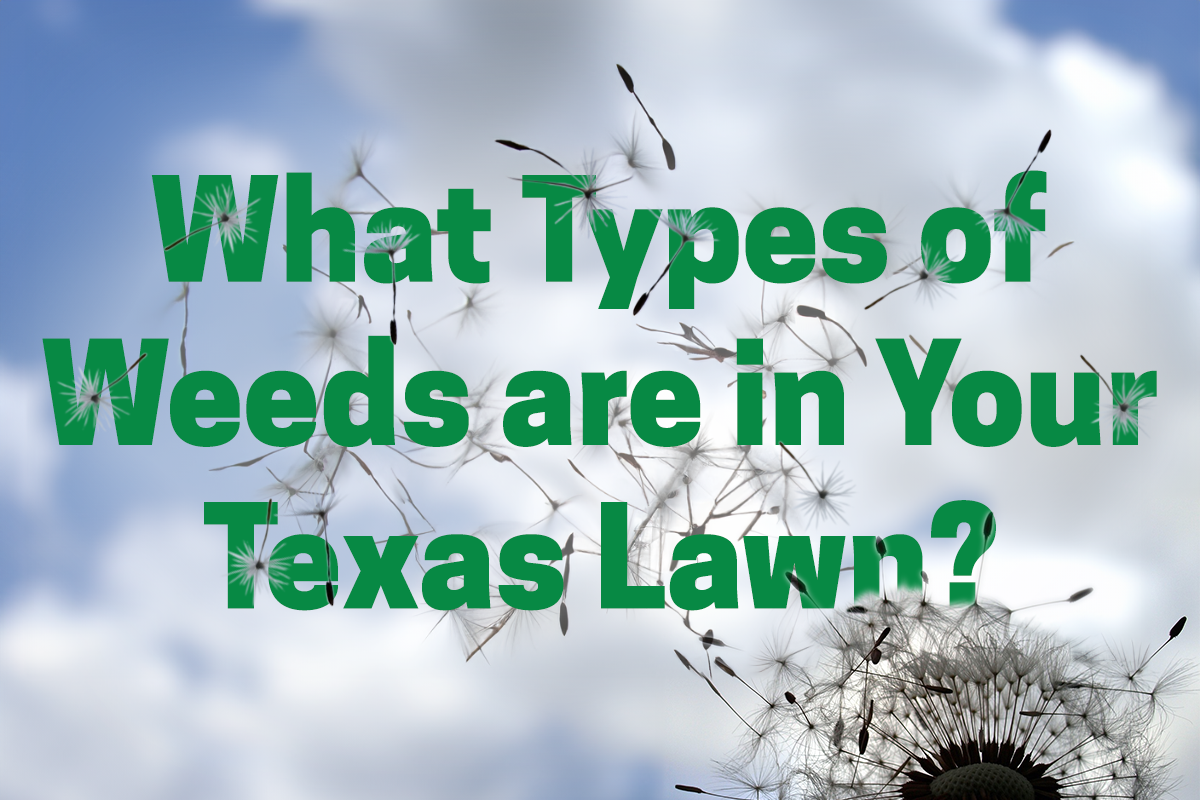 What Types of Weeds are in Your Texas Lawn?