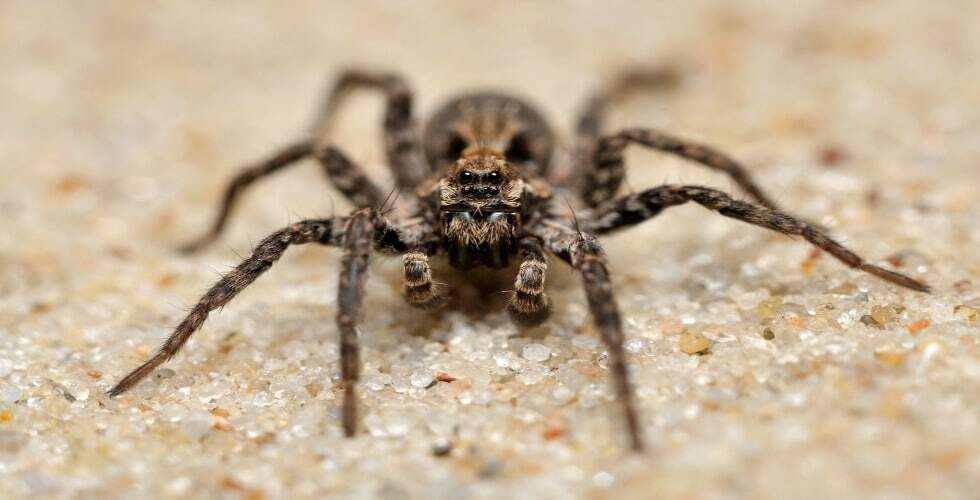 Spring Spiders: They'll Be Here Before You Know It