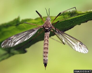 Crane Fly Control
