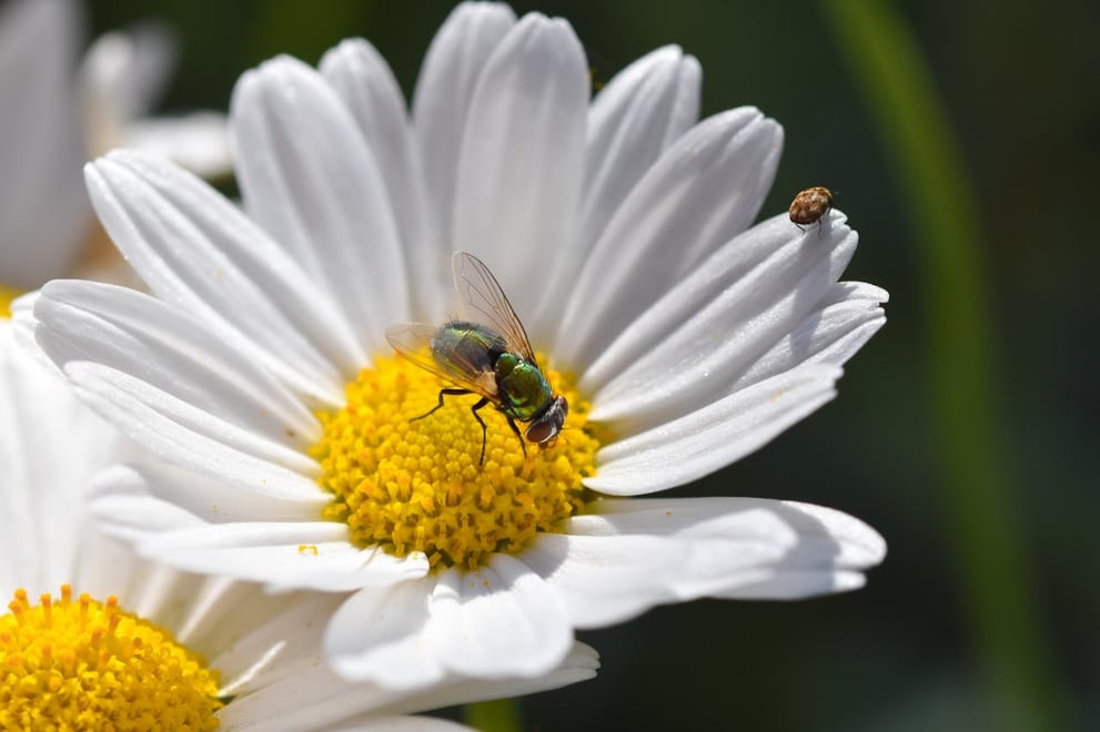 House Fly Control - Pro Turf and Pro Pest Solutions