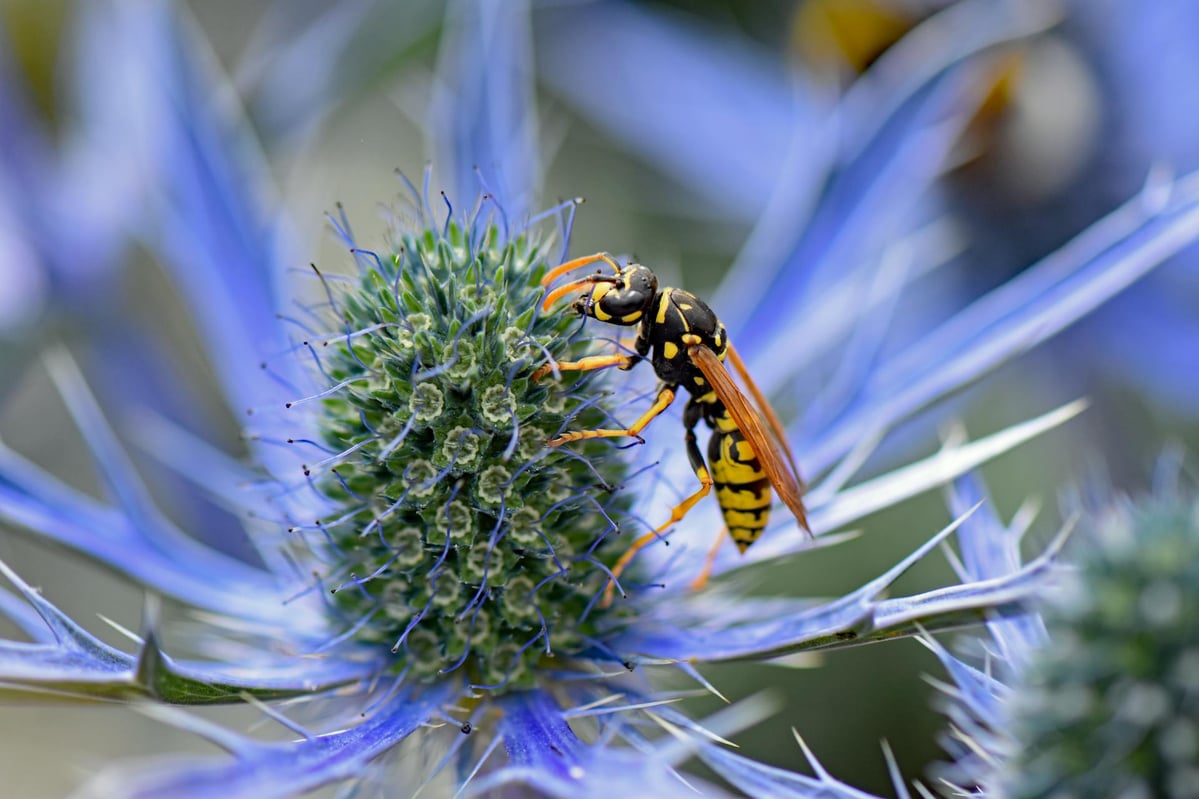 Wasp Control - Pro Turf and Pro Pest Solutions