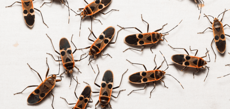 Pest Control Tips | Emerald Lawn