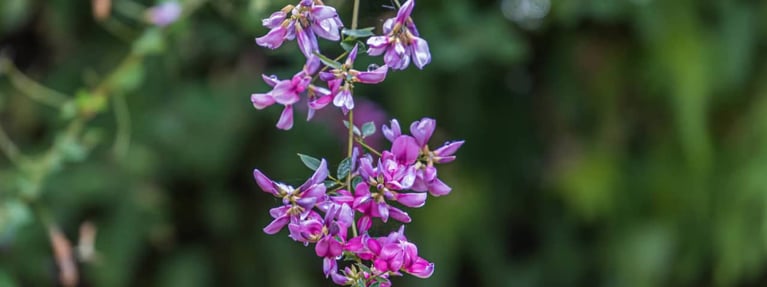 Learn - Japanese Clover | Senske