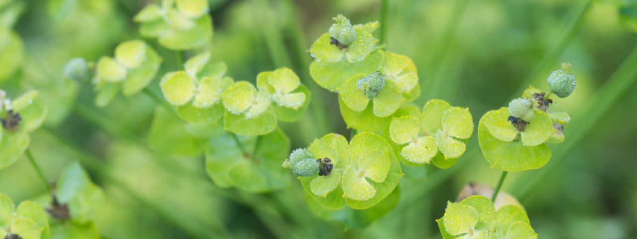 Learn - Spurge | Senske